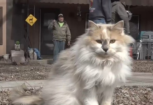 lyons-cat-with-people-in-background – The Chester Chronicles